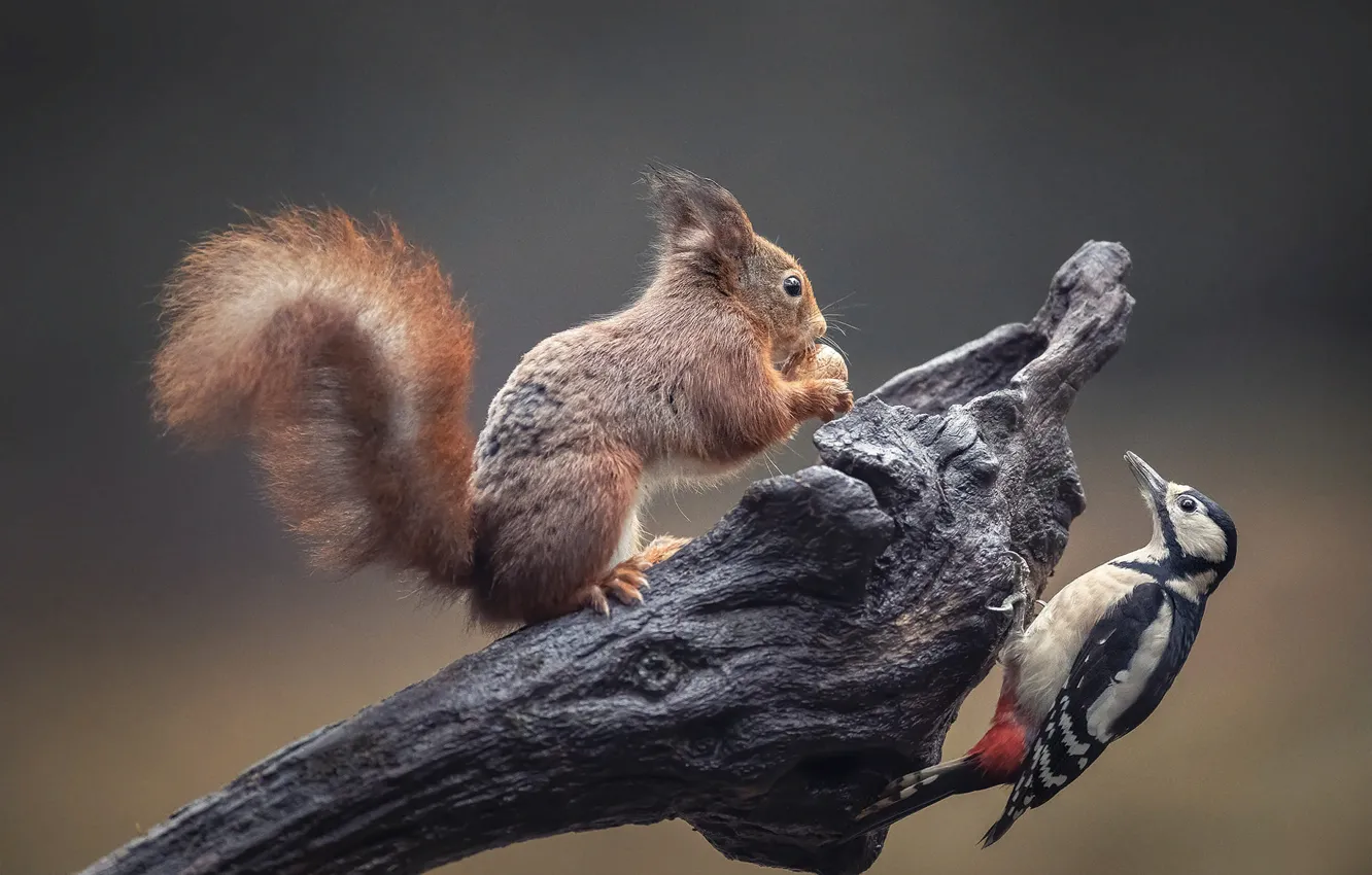 Wallpaper nature, animal, bird, walnut, woodpecker, protein, snag ...