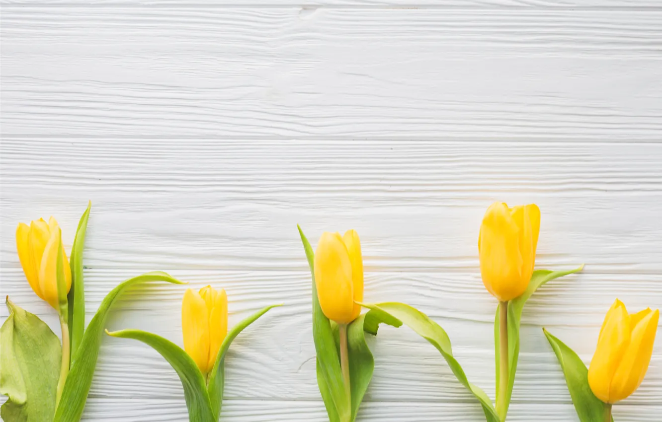 Wallpaper flowers, spring, yellow, tulips, fresh, yellow, wood, flowers ...