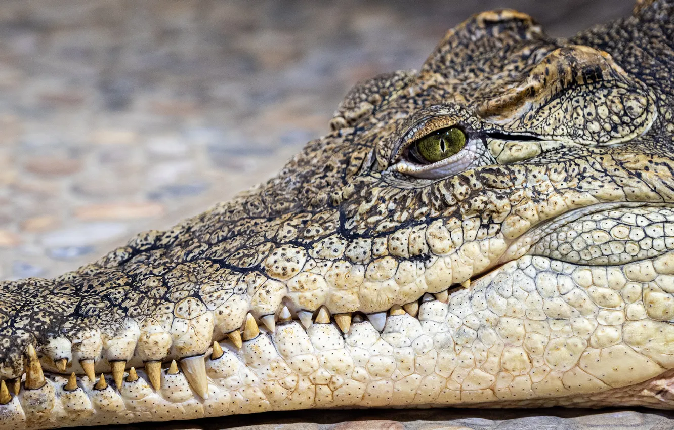 Wallpaper lizard, crocodile, reptile, teeth for mobile and desktop ...