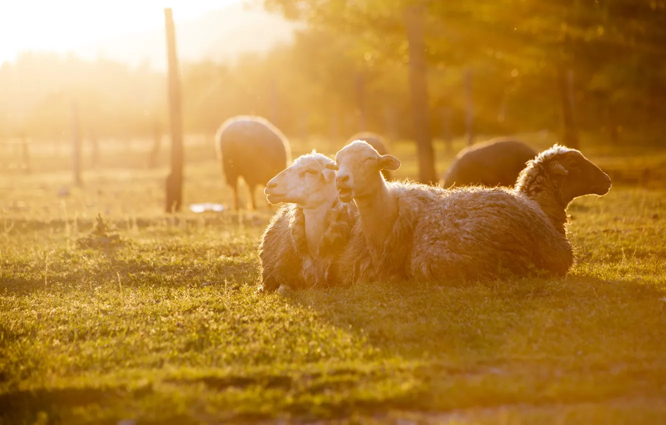 Wallpaper rays, light, stay, glade, sheep, pasture for mobile and ...