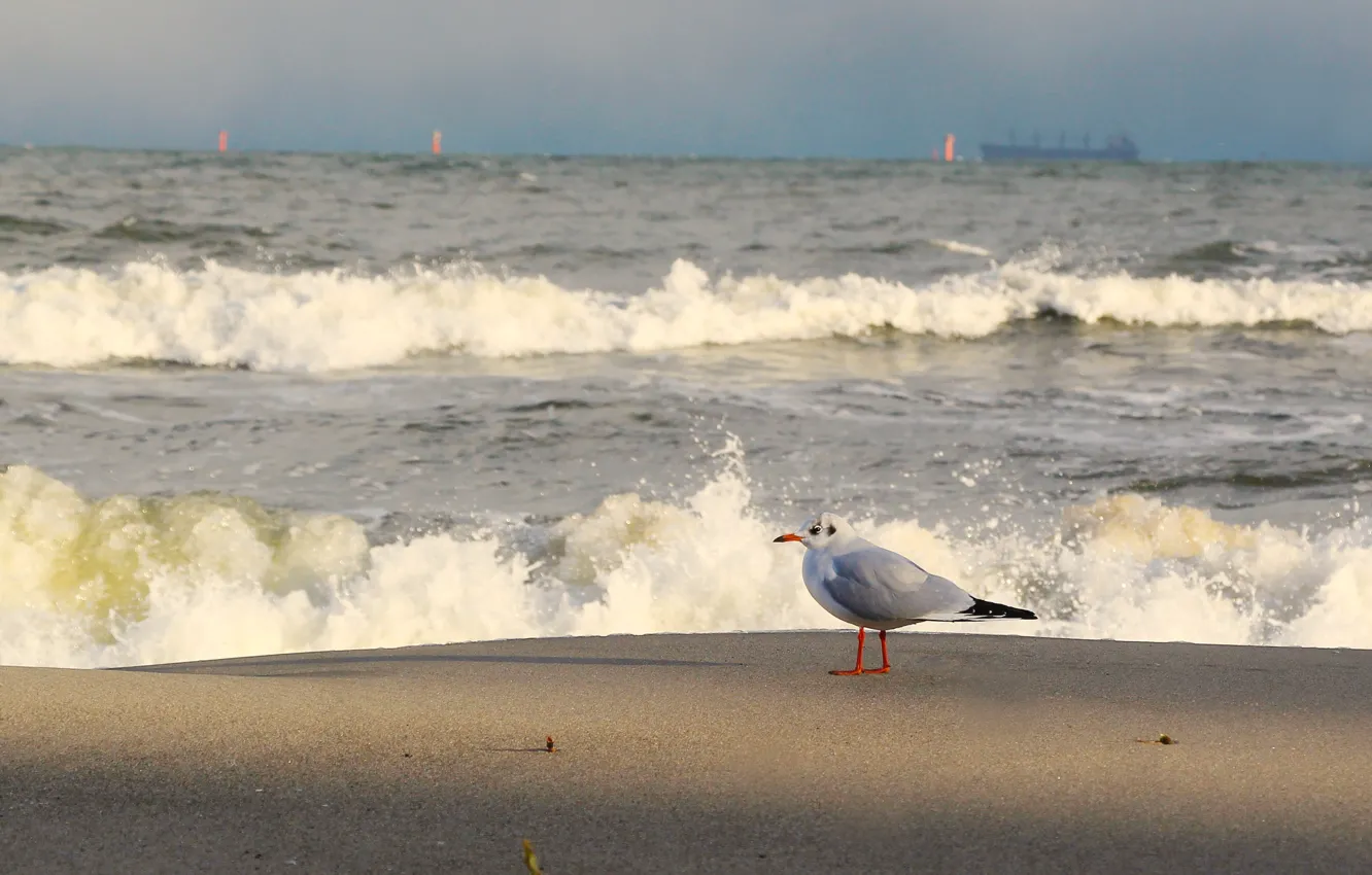 Wallpaper ocean, bird, water, wave, seagull for mobile and desktop ...