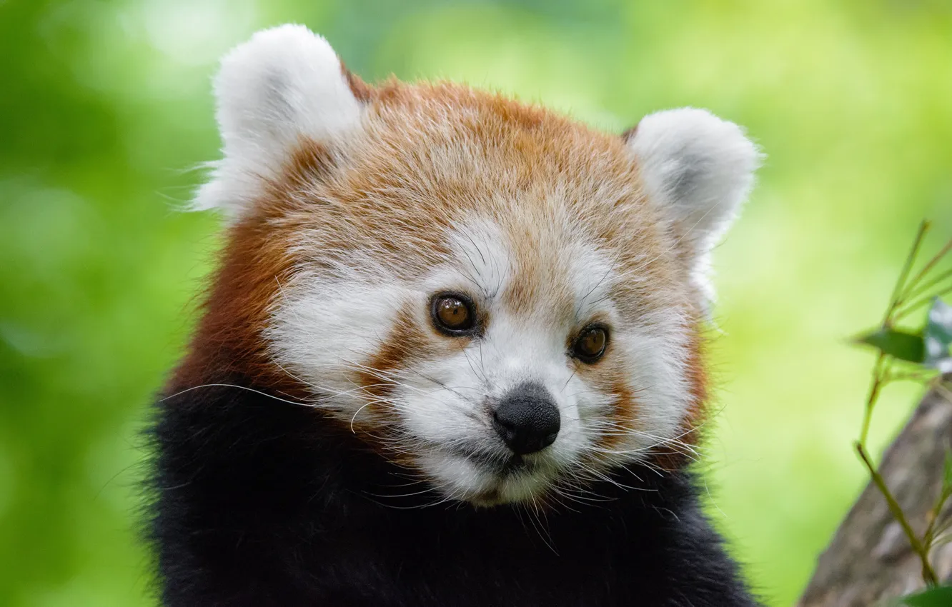 Wallpaper look, face, close-up, green, background, portrait, Panda, red ...