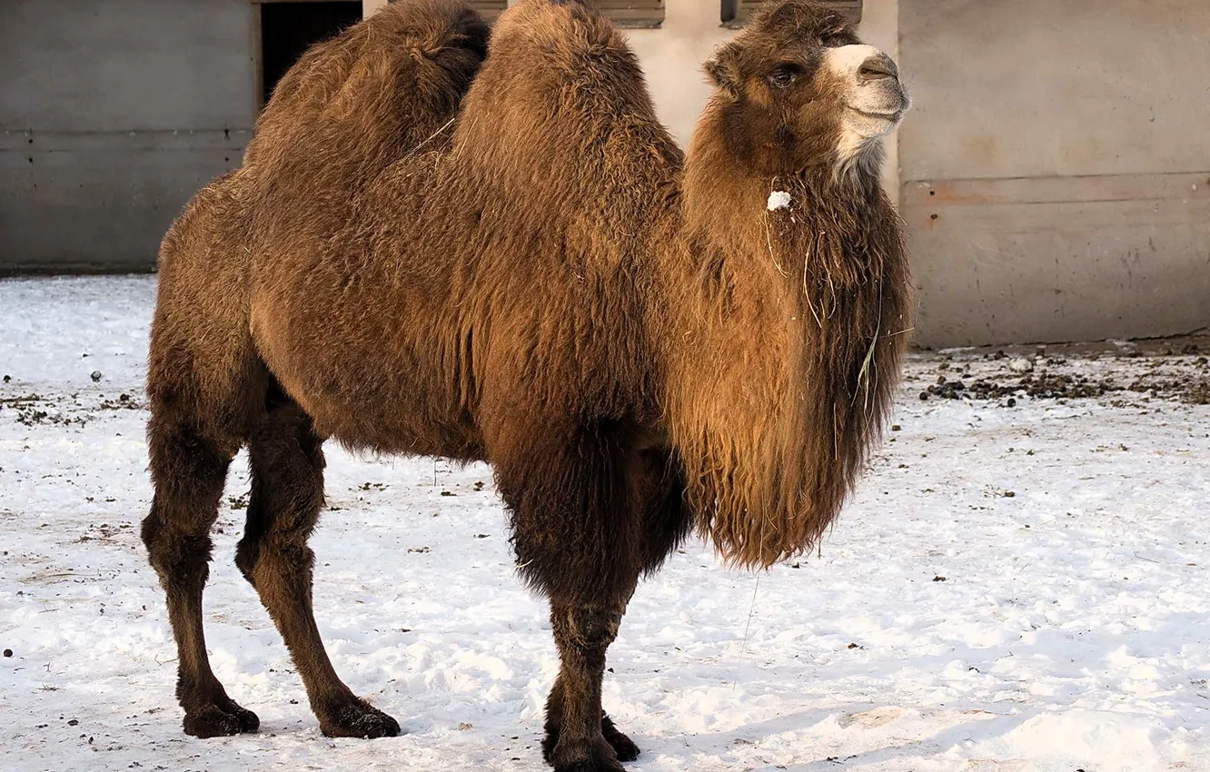 Wallpaper winter, snow, the building, camel, double-humped for mobile ...