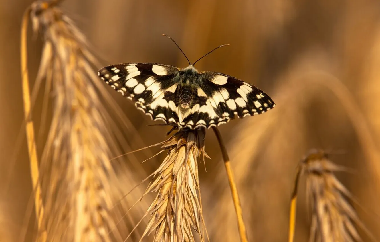Wallpaper microsemi, butterfly, insect, ears, closeup for mobile and ...