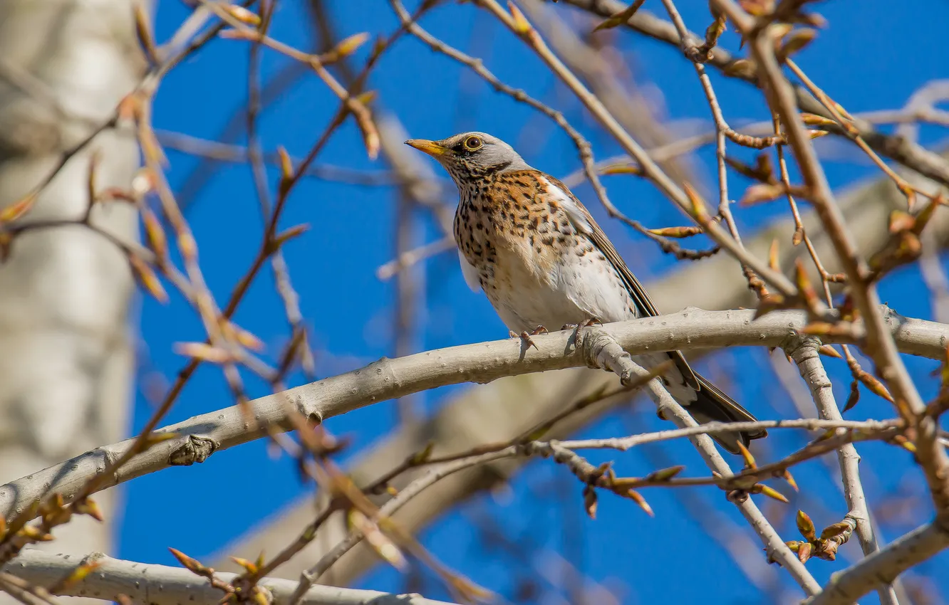 Wallpaper branches, nature, bird, spring, sitting, thrush for mobile ...