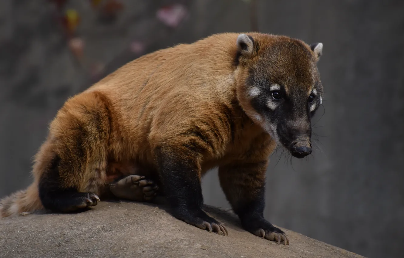 Wallpaper look, face, pose, background, stone, sitting, coati, the ...