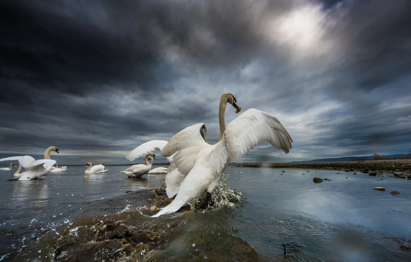 Wallpaper the sky, clouds, bird, swans, pond, wingspan for mobile and ...