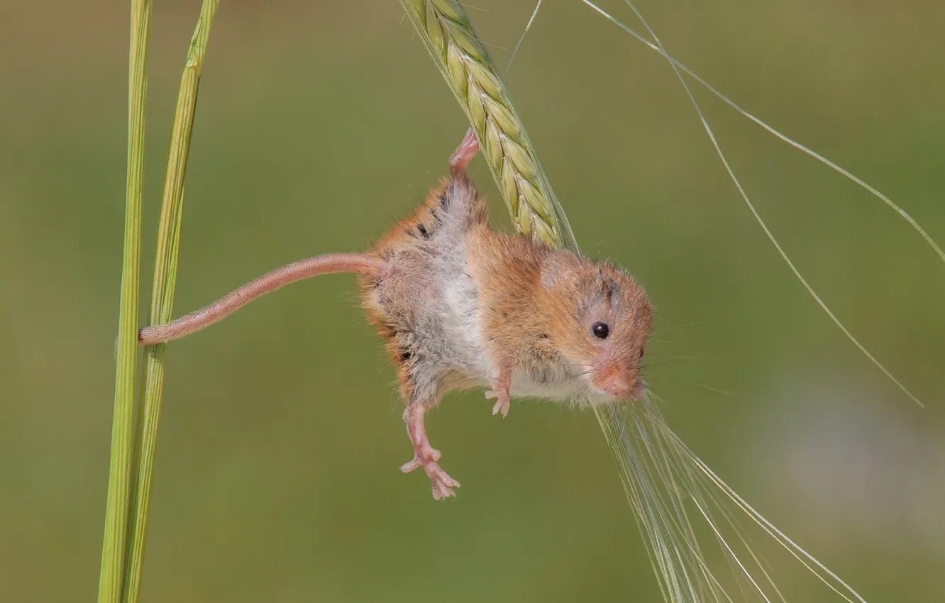 Wallpaper macro, background, mouse, spike, rodent, acrobatics, Harvest ...