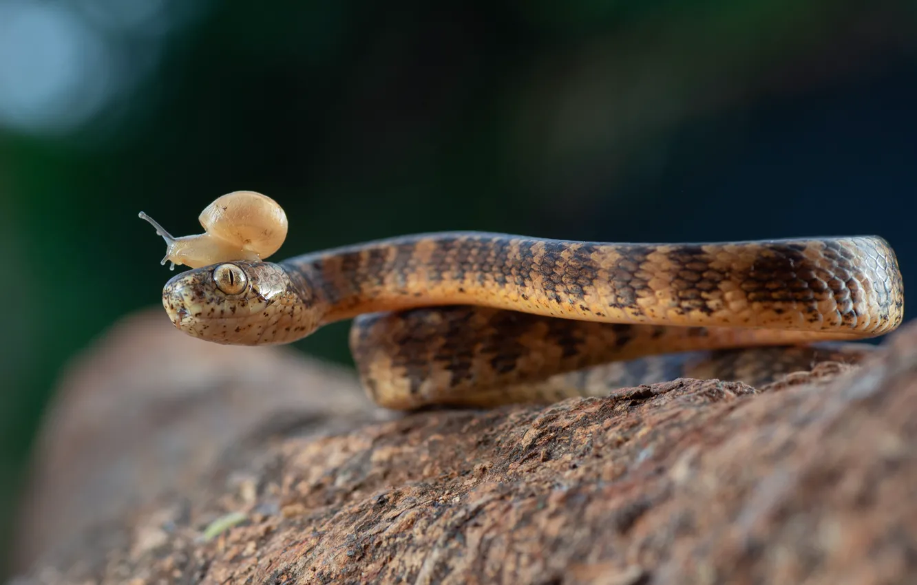 Wallpaper pose, snake, snail for mobile and desktop, section животные ...