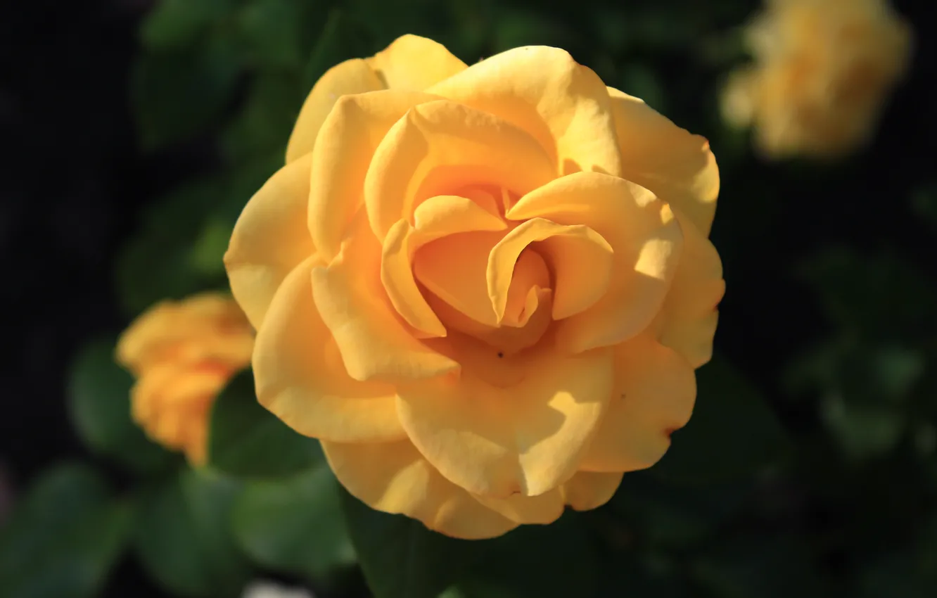 Wallpaper summer, flowers, roses for mobile and desktop, section цветы ...