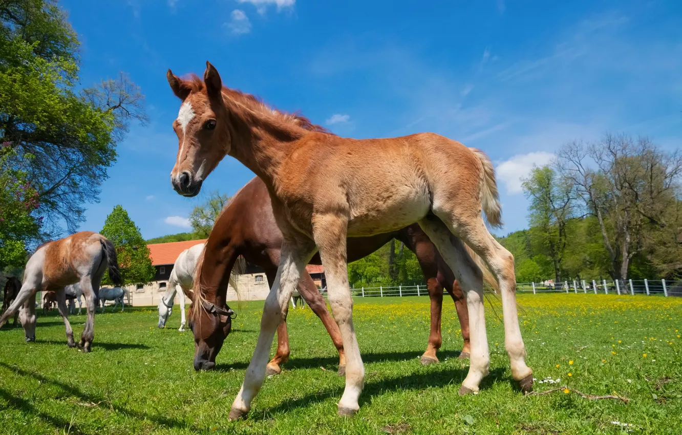 Wallpaper horse, foals, foal for mobile and desktop, section животные ...