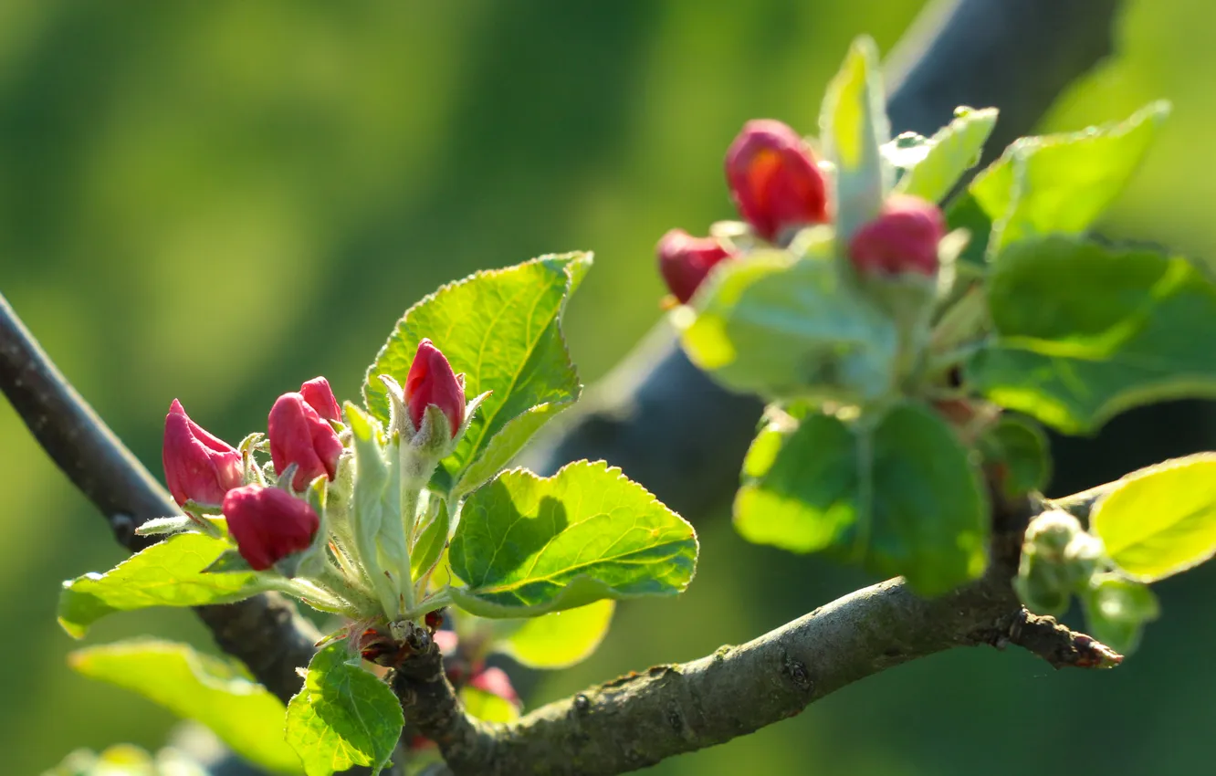 Wallpaper leafs, spring, twig, flower bud for mobile and desktop ...