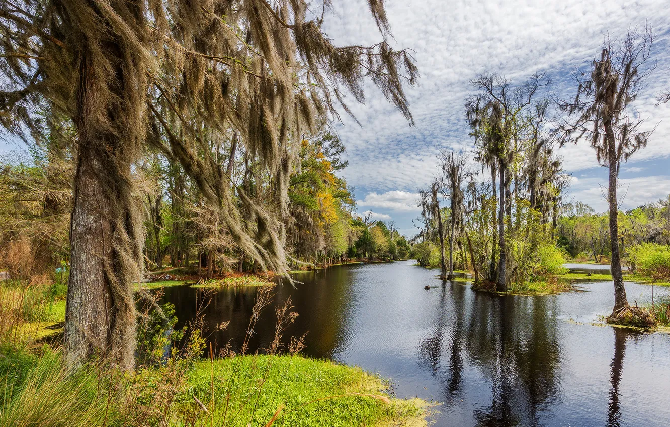 Wallpaper trees, plants, Florida, swamp for mobile and desktop, section ...