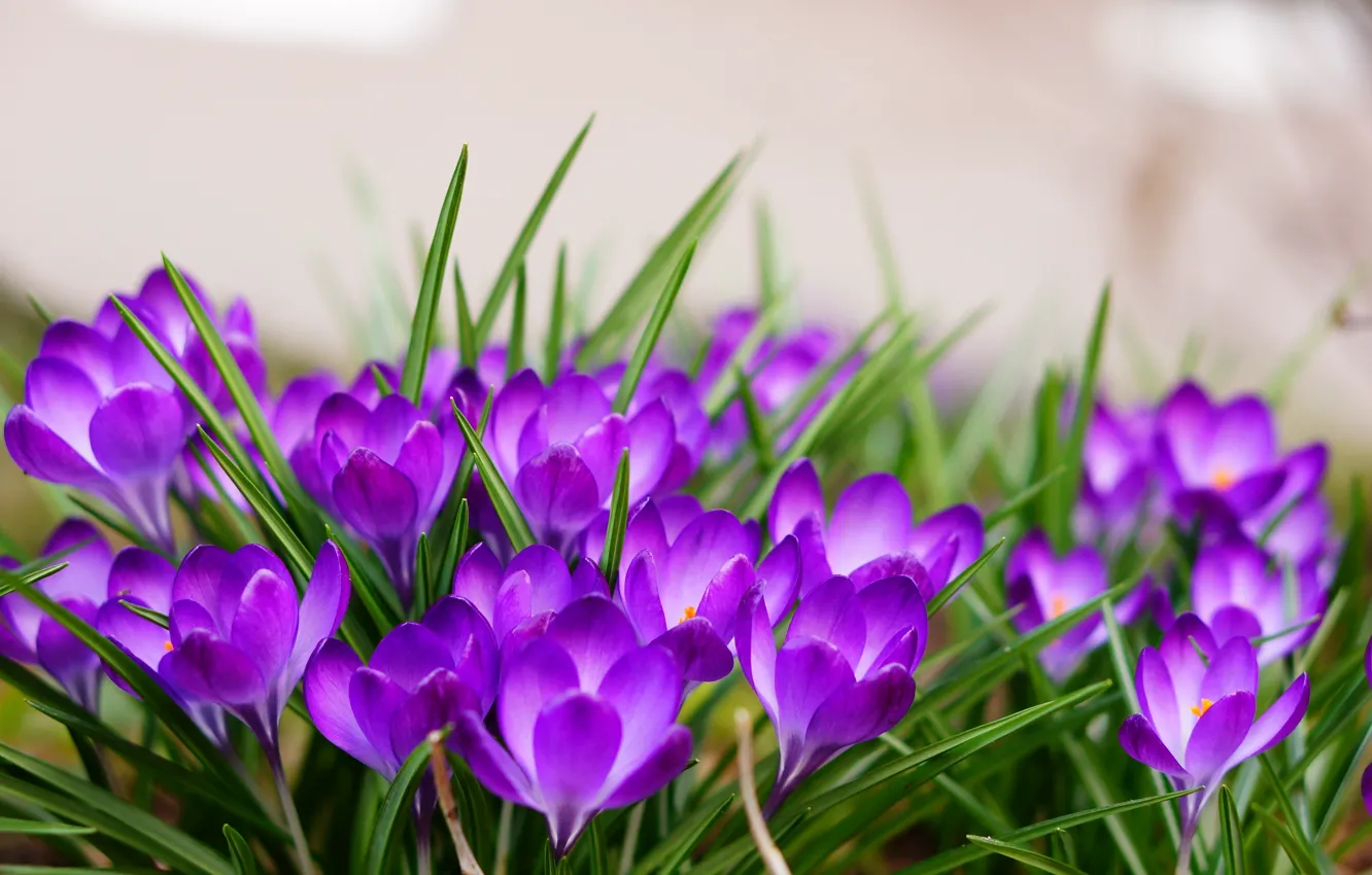 Wallpaper flowers, spring, crocuses, lilac for mobile and desktop ...