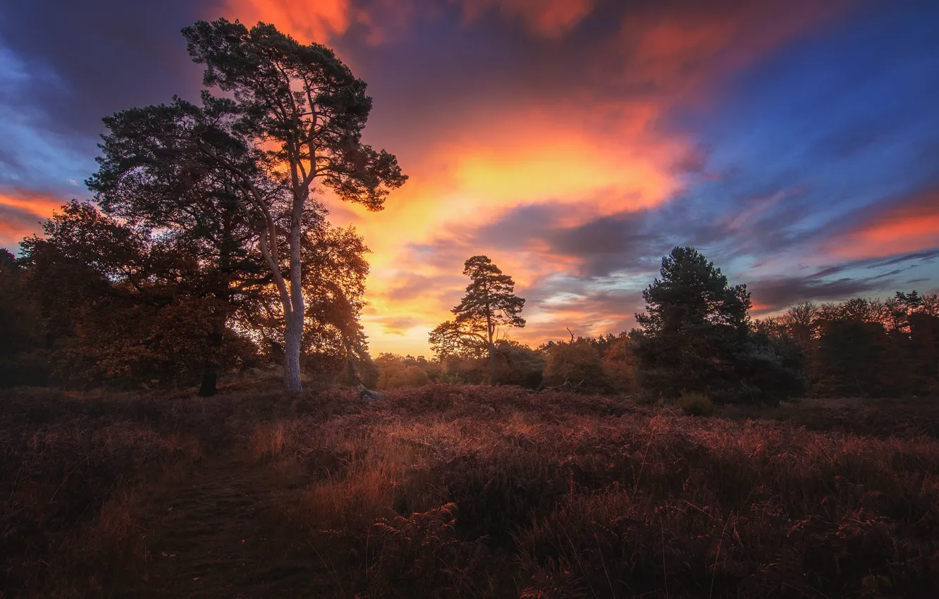Wallpaper field, forest, the sky, clouds, trees, sunset, pine, fern for ...