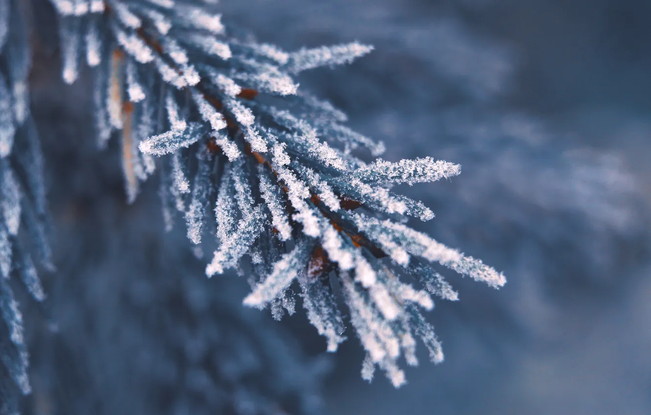 Wallpaper spruce, twig, hoarfrost for mobile and desktop, section ...