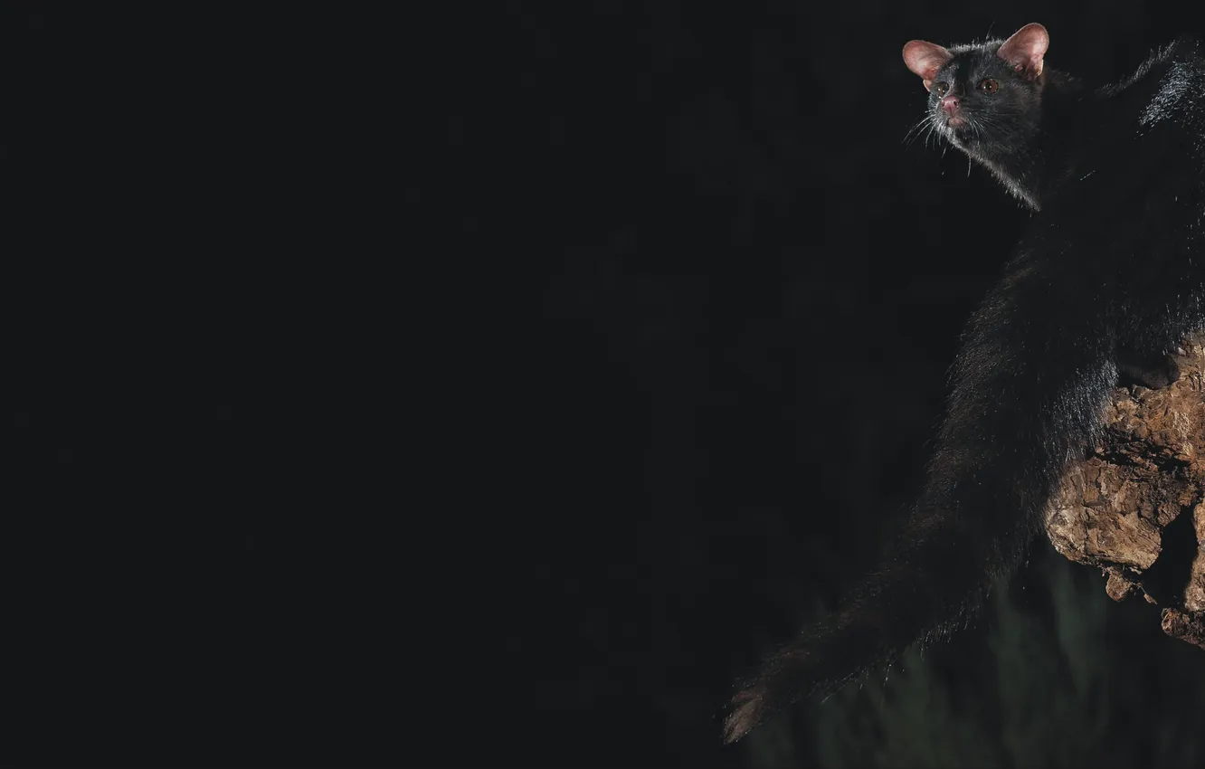 Wallpaper night, Genet, a rare animal for mobile and desktop, section ...