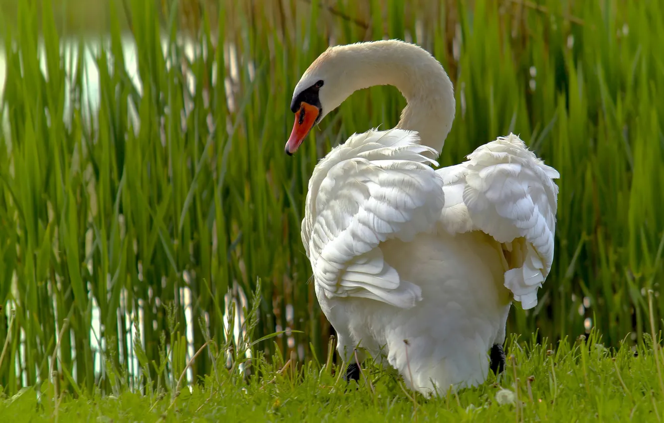 Wallpaper white, grass, pose, bird, Swan for mobile and desktop, section животные, resolution ...