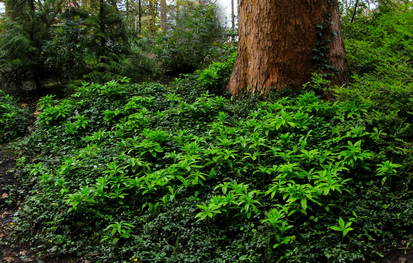 Wallpaper forest, park, tree, plant for mobile and desktop, section ...