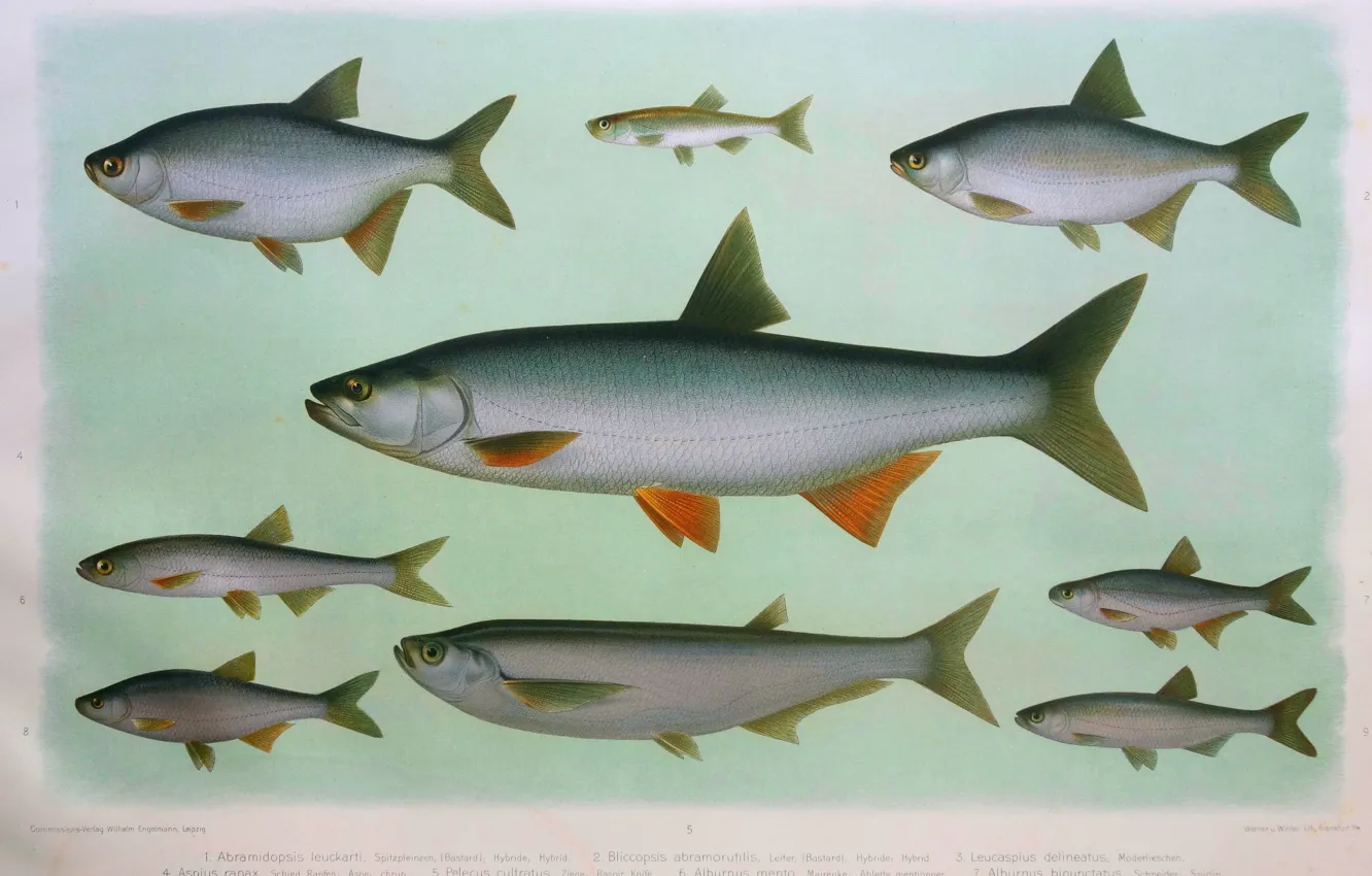 Wallpaper fish, The famous naturalist, Bleak, Theodor Wilhelm Engelmann ...