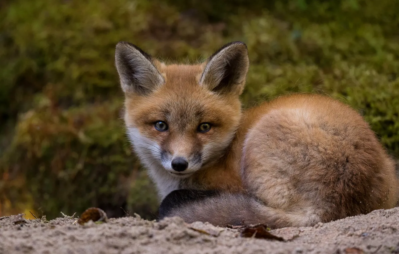 Wallpaper grass, look, leaves, pose, portrait, baby, muzzle, Fox for ...