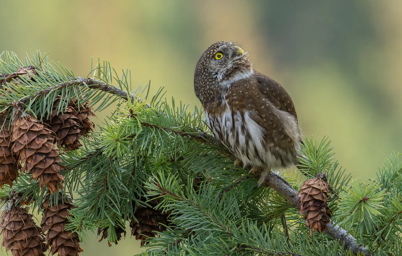 Wallpaper branches, owl, bird, needles, bumps, owl for mobile and ...