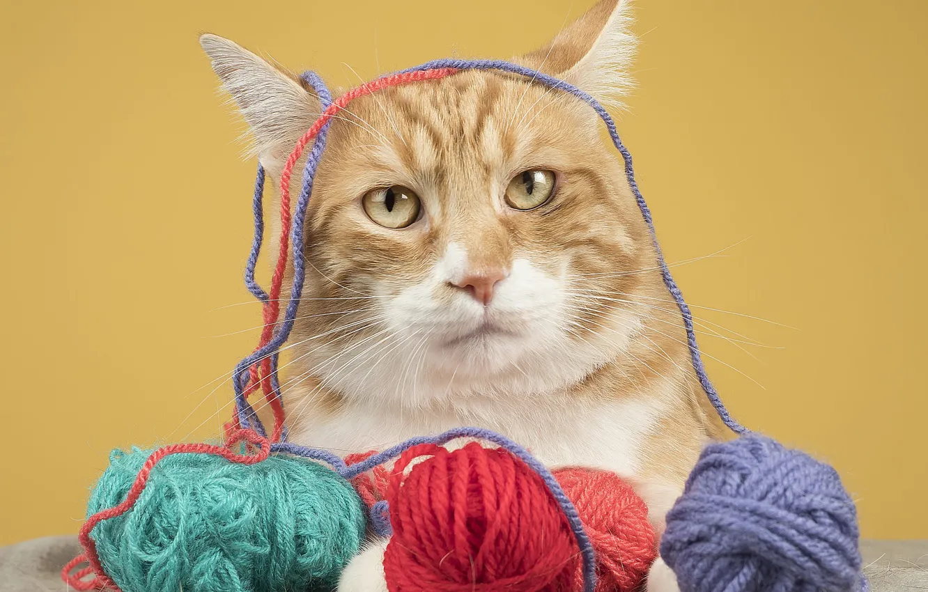 Wallpaper cat, cat, look, pose, face for mobile and desktop, section ...