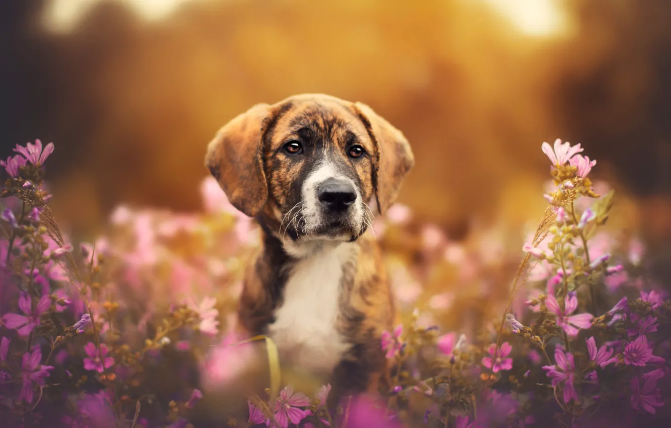 Wallpaper summer, look, light, flowers, nature, pose, glade, portrait ...