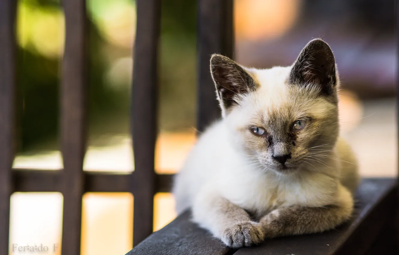 Wallpaper baby, muzzle, kitty for mobile and desktop, section кошки ...