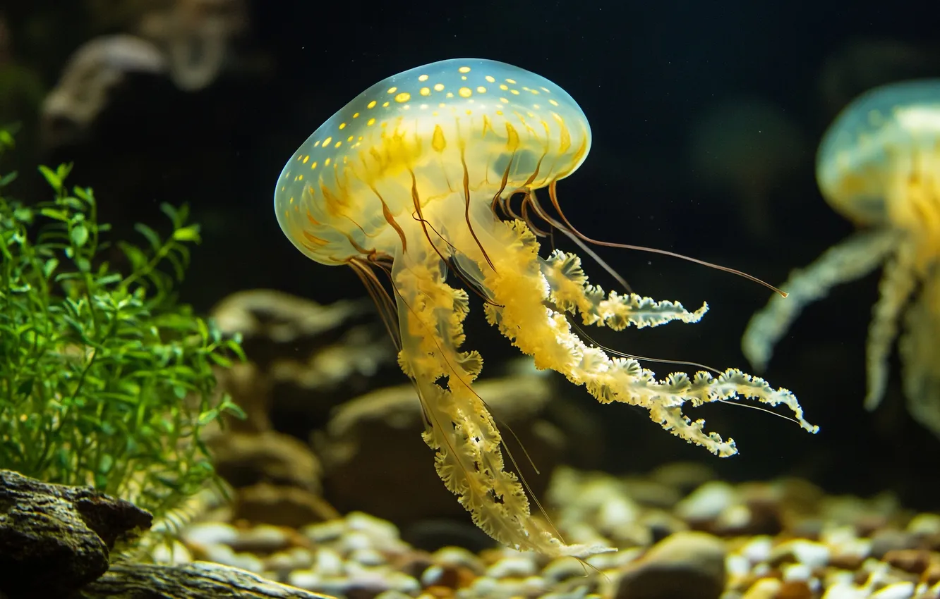 Wallpaper sea, Medusa, underwater world, AI art, neural network for ...