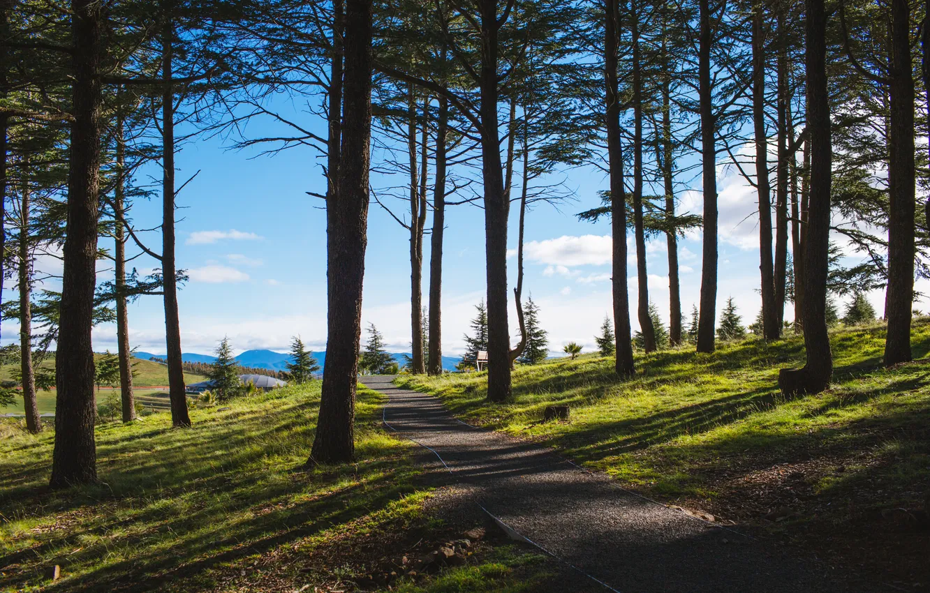 Wallpaper Greens Forest Summer Grass Trees Park For Mobile And
