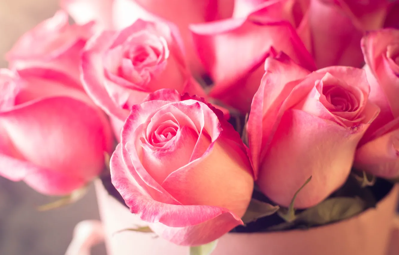 Wallpaper roses, petals, pink, rose, buds, flower, pink, a bouquet of ...