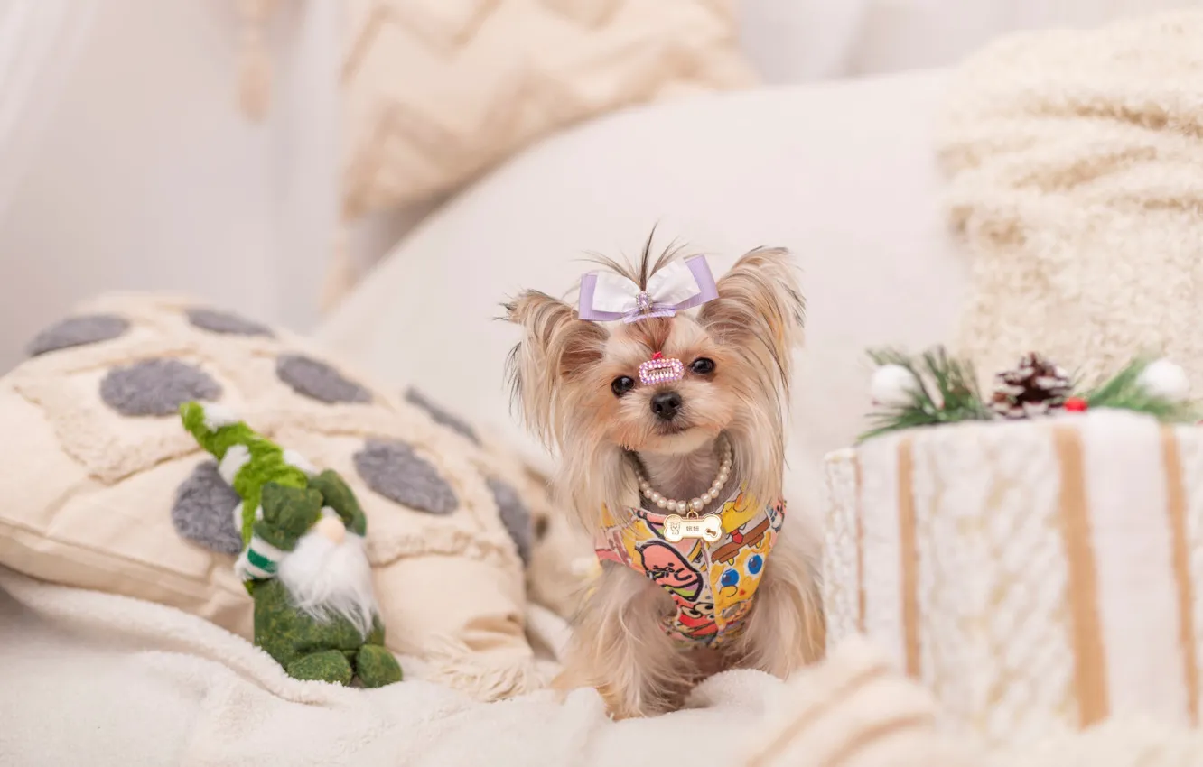 Wallpaper look, pose, room, clothing, new year, dog, Christmas, costume ...