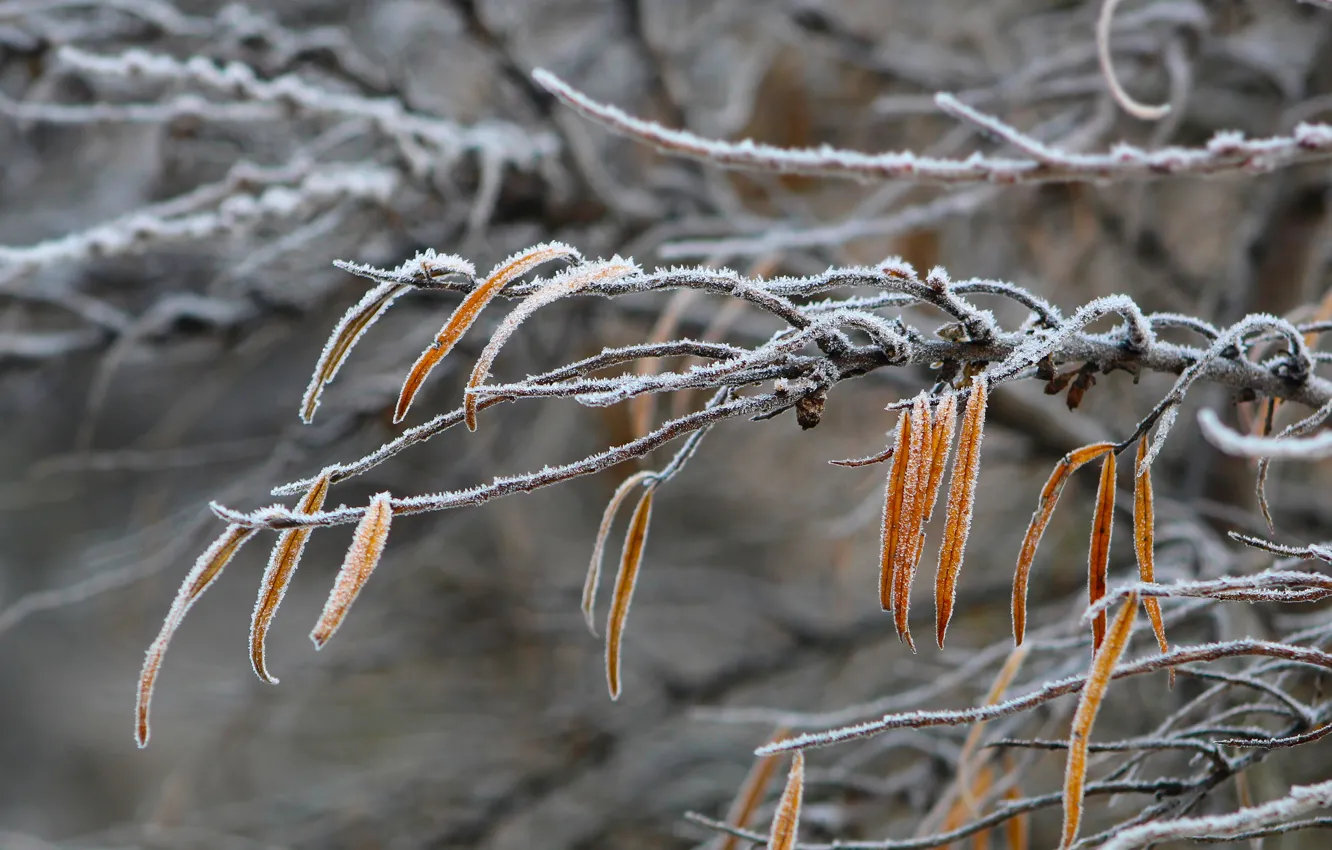 Wallpaper snow, leaf, frost, dry, tre for mobile and desktop, section ...