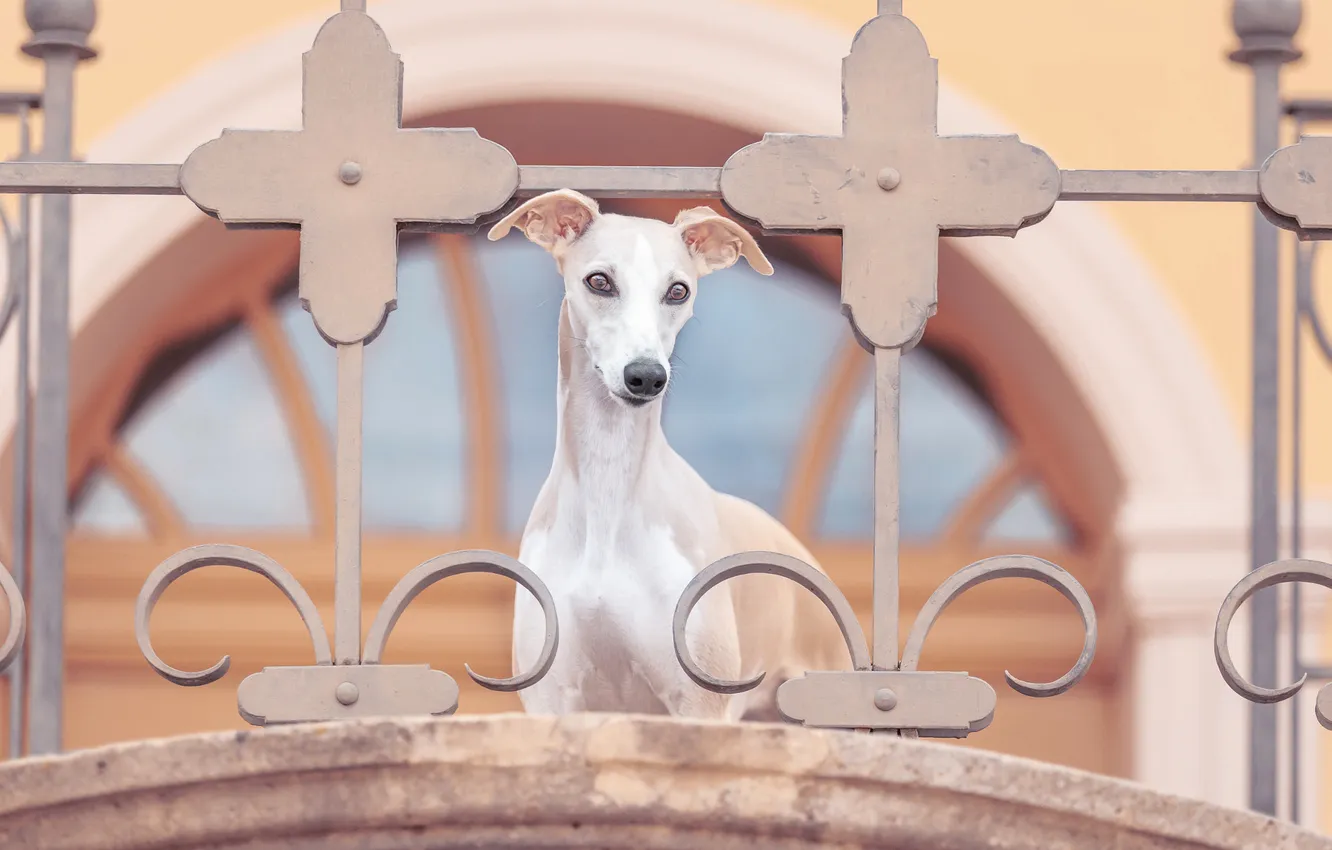 Wallpaper look, pose, the fence, dog, the fence, face, Whippet for ...