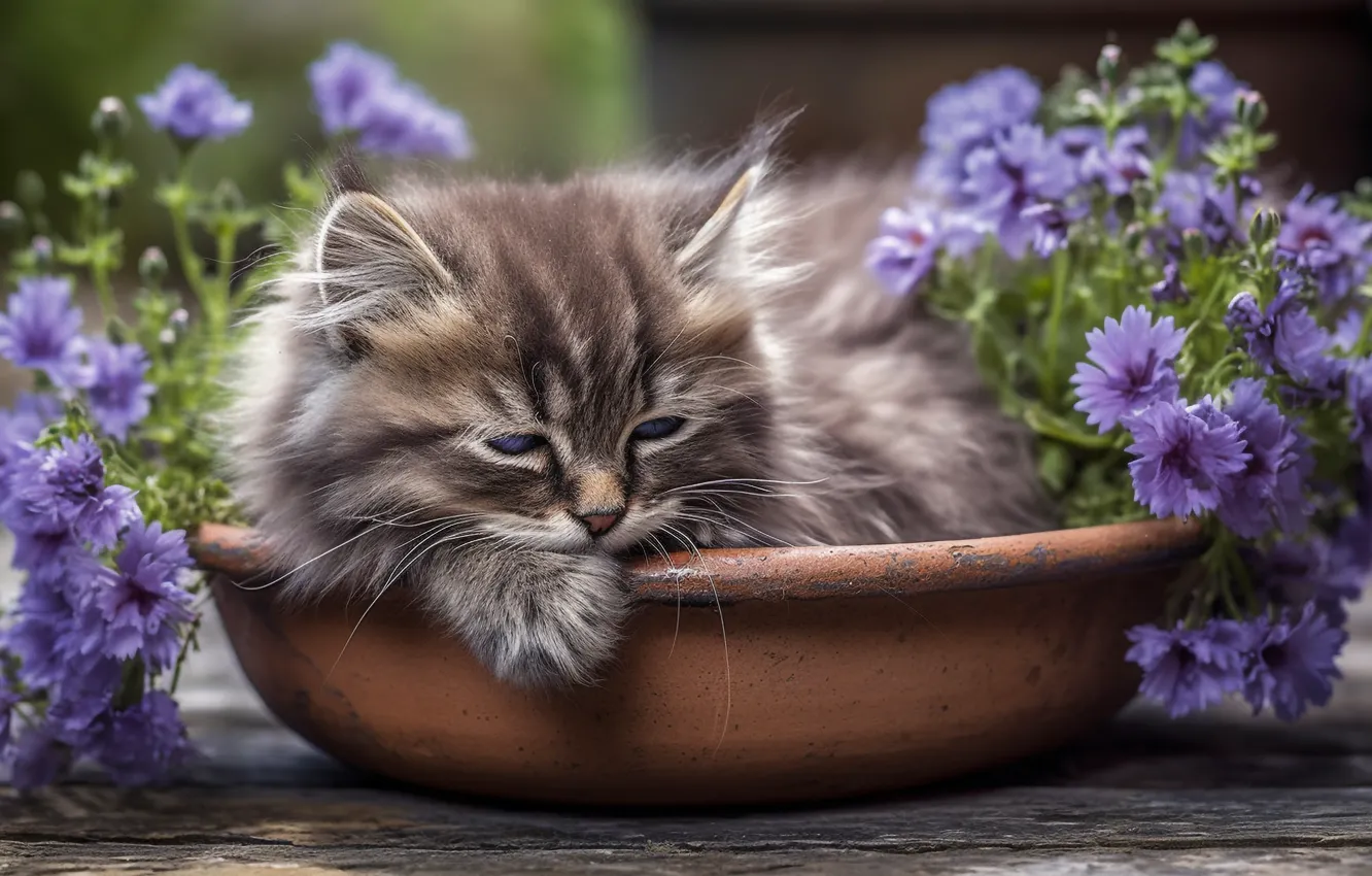 Wallpaper cat, look, pose, kitty, face, AI art, neural network for ...