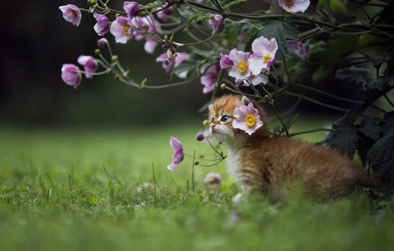 Wallpaper grass, flowers, nature, animal, Bush, cub, kitty for mobile ...