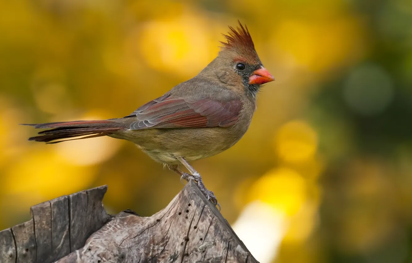 Wallpaper macro, bird, blur, stump, cardinal, cardinal, Northern, crest ...