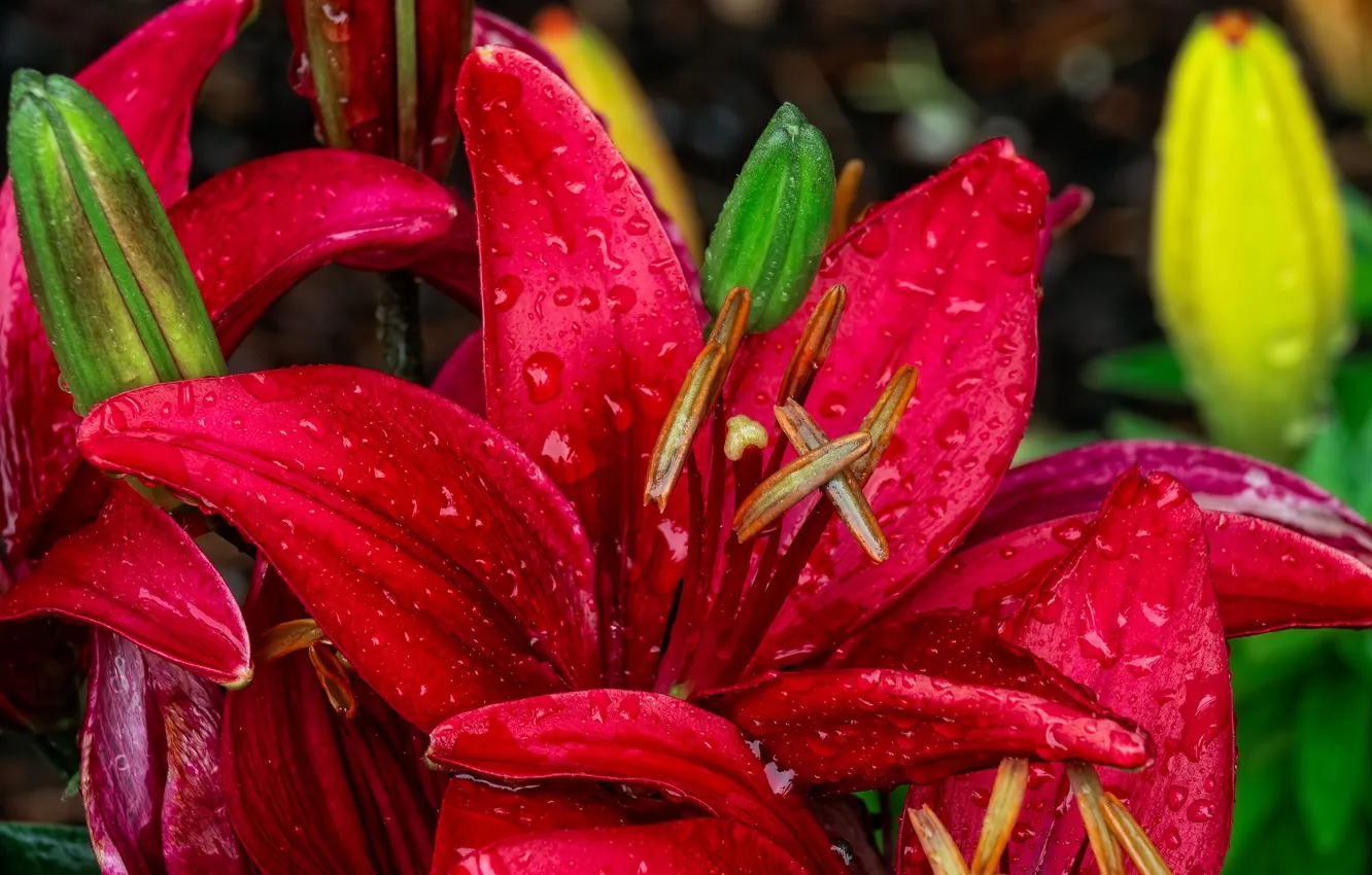 Wallpaper Lily, water drops, red flowers, red Lily for mobile and ...