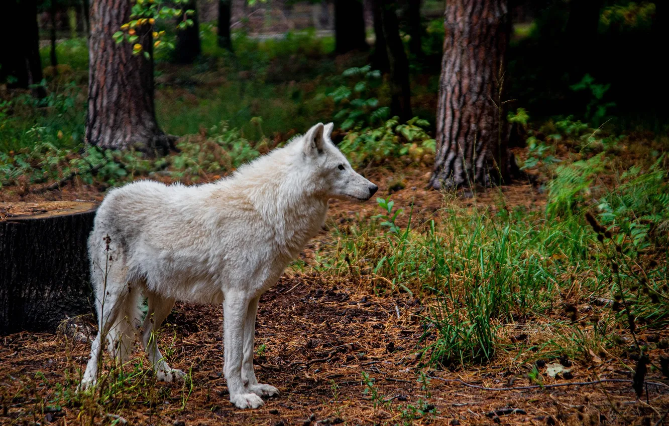 Wallpaper Predator, nature, snow, face, animal, wolf, wolves, canis ...