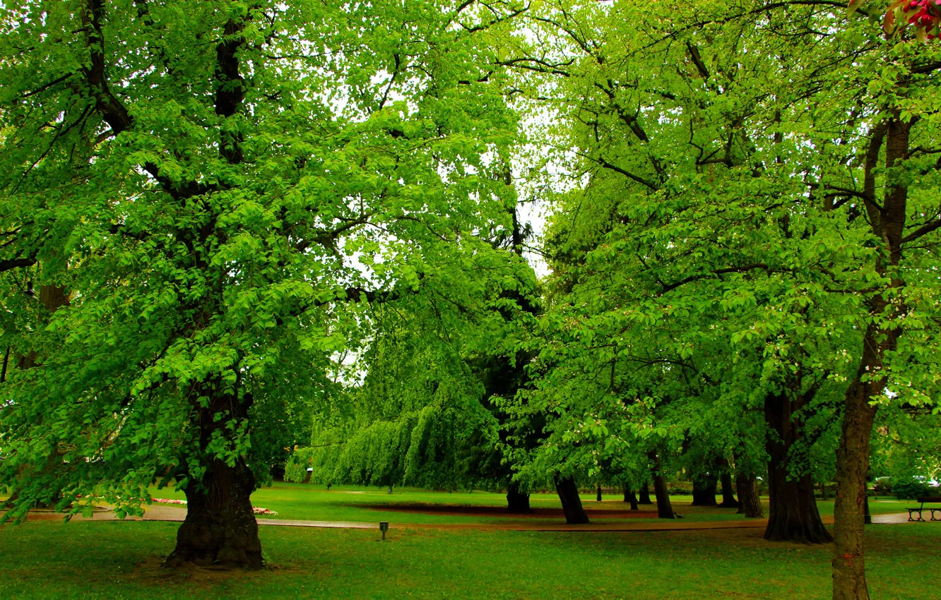 Wallpaper forest, park, tree images for desktop, section пейзажи - download