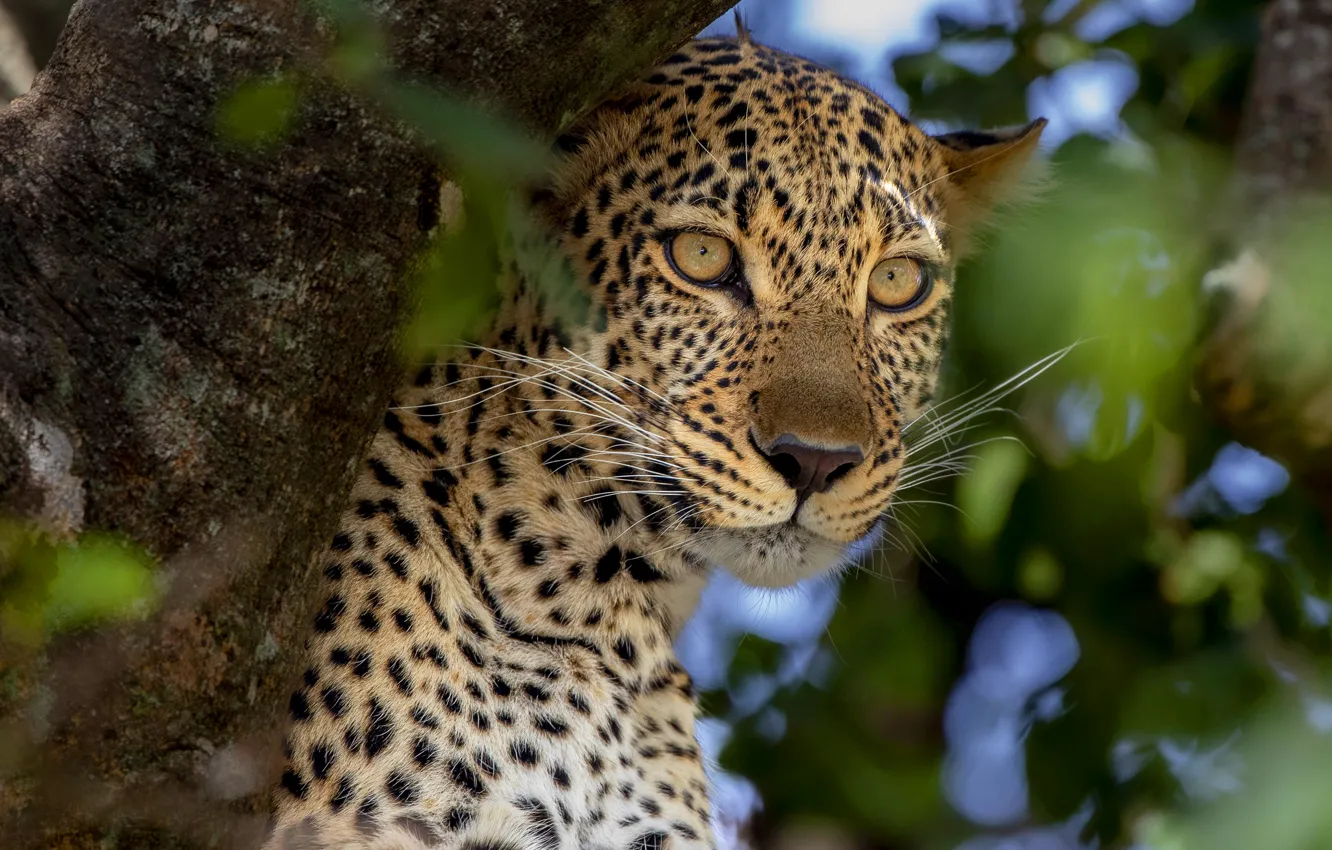 Wallpaper look, face, trees, portrait, leopard for mobile and desktop ...