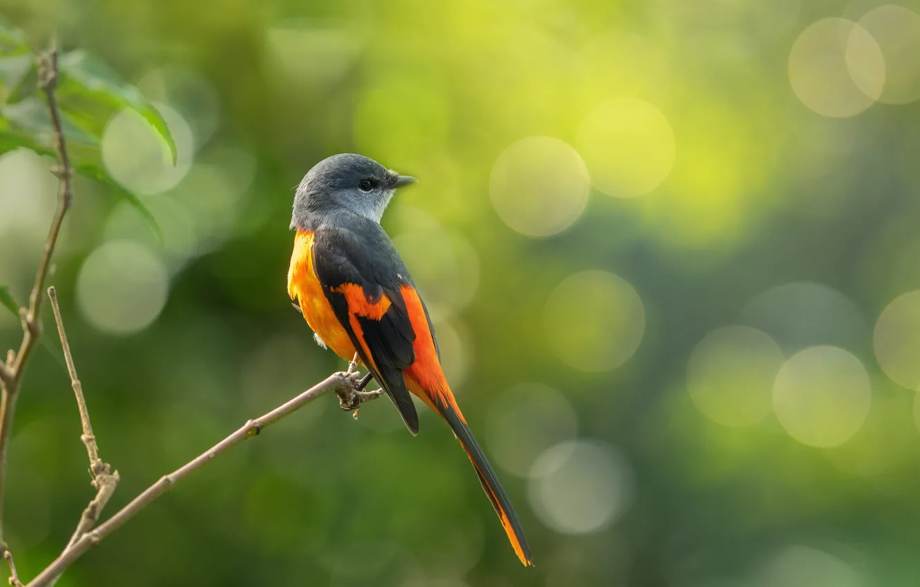 Wallpaper branches, bird, bokeh for mobile and desktop, section ...