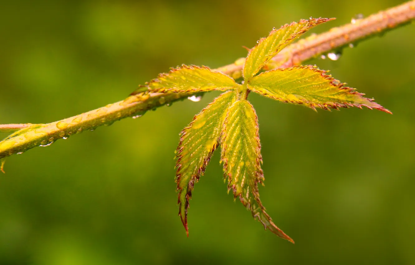Wallpaper leaf, plant, twig for mobile and desktop, section природа ...