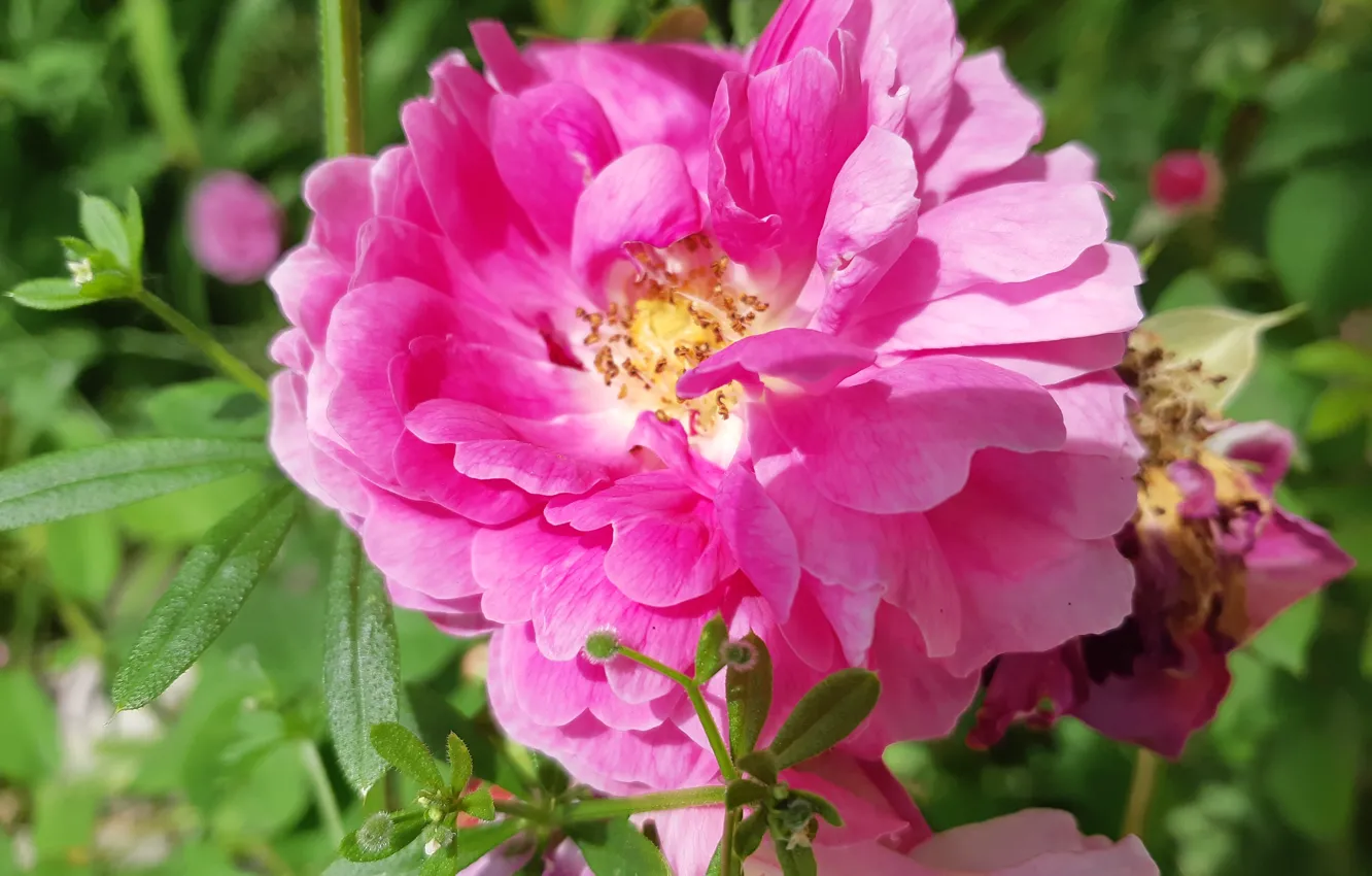 Wallpaper Rose, Leaves, Petals, Core for mobile and desktop, section ...