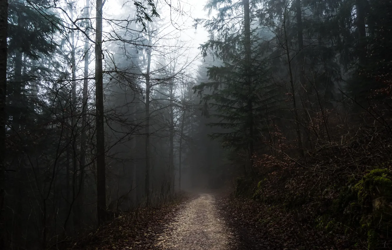Wallpaper forest, the sky, trees, nature, fog, overcast, path for ...