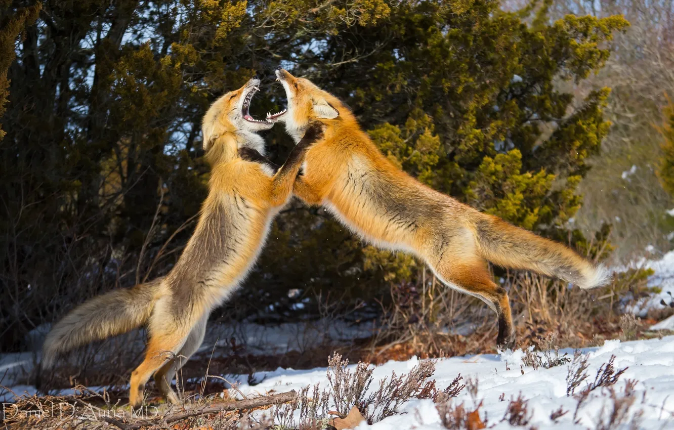 Wallpaper winter, snow, fight, Fox for mobile and desktop, section ...