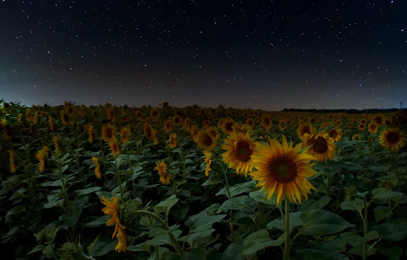 Wallpaper field, stars, sunflowers, night for mobile and desktop ...