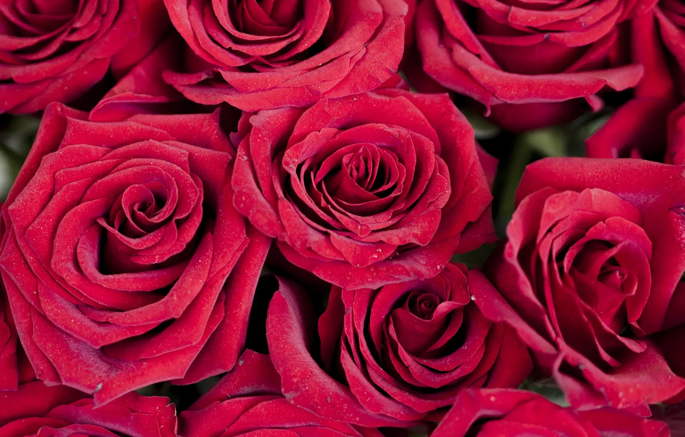 Wallpaper macro, flowers, red, roses, bouquet, raspberry for mobile and ...