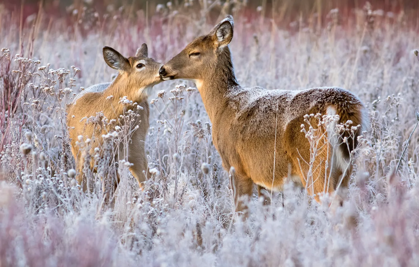 Wallpaper winter, frost, field, autumn, snow, weasel, deer, fawn for ...